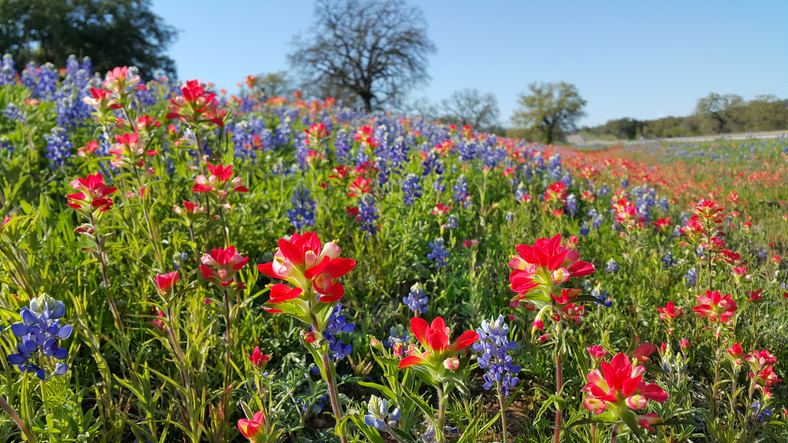 Texas Spring Forecast - Blog