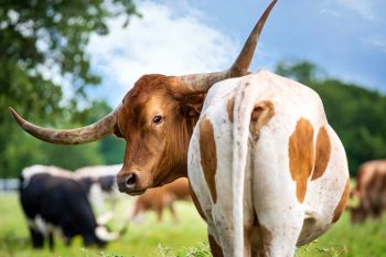 Are Methane Masks For Cows Coming to Texas? - Blog